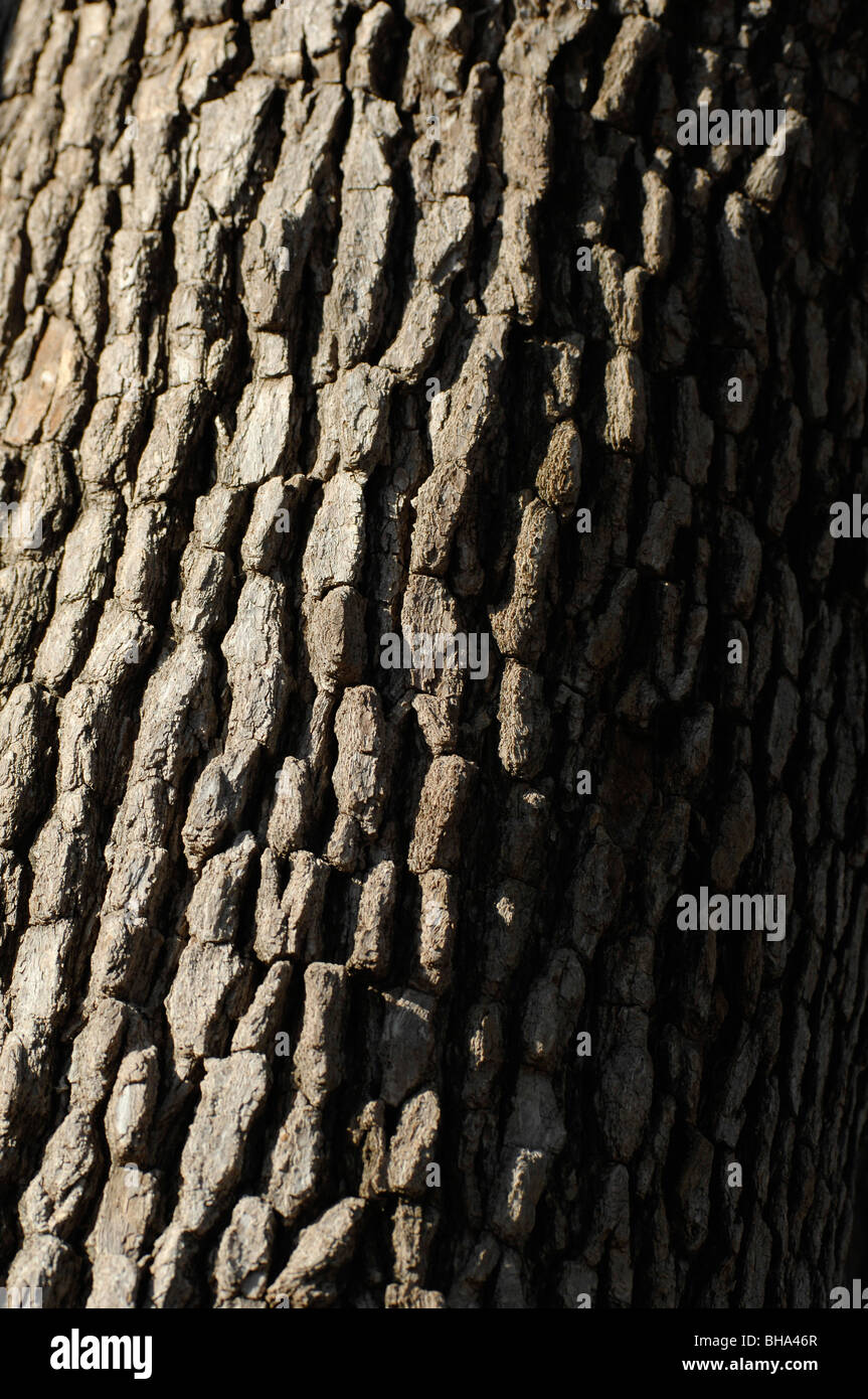 Combretum hi-res stock photography and images - Alamy