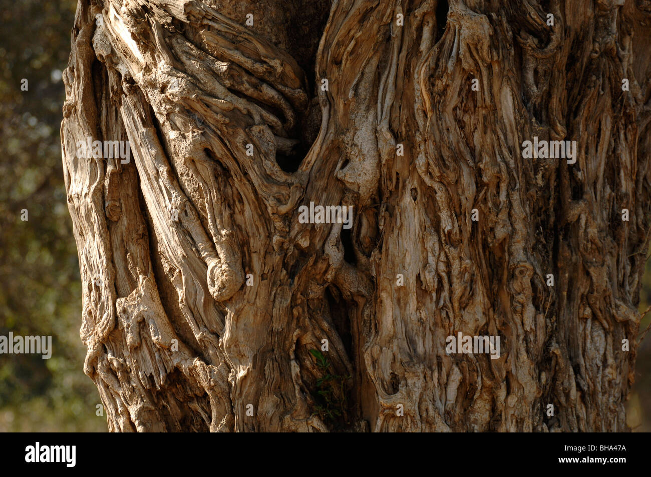 Weather beaten trunk hi-res stock photography and images - Alamy