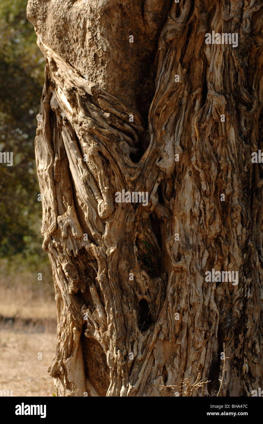 Twisted knobbly hi-res stock photography and images - Alamy