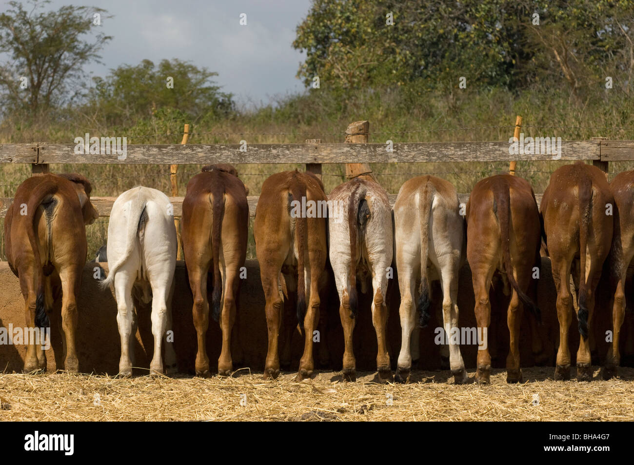 Cattle are fed in Zimbabwe's Chipinge farming district, Zimbabwe Stock ...