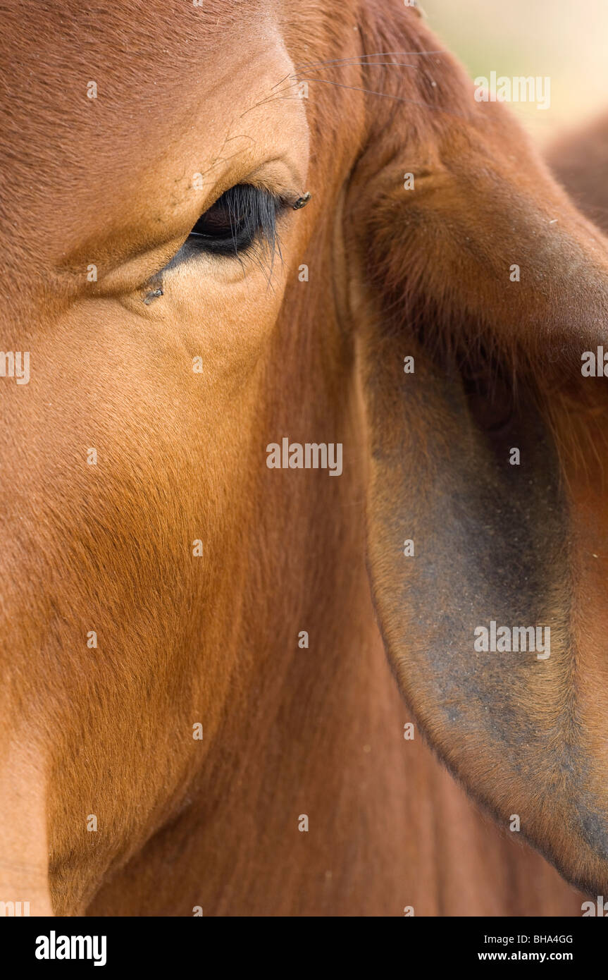 Cattle are fed in Zimbabwe's Chipinge farming district, Zimbabwe Stock ...