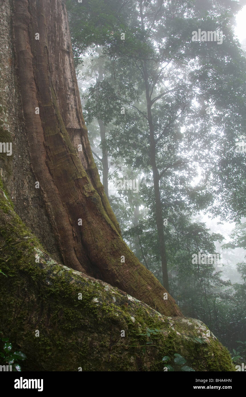 Chirinda Forest is one of Zimbabwe's least spoiled and pristine ...