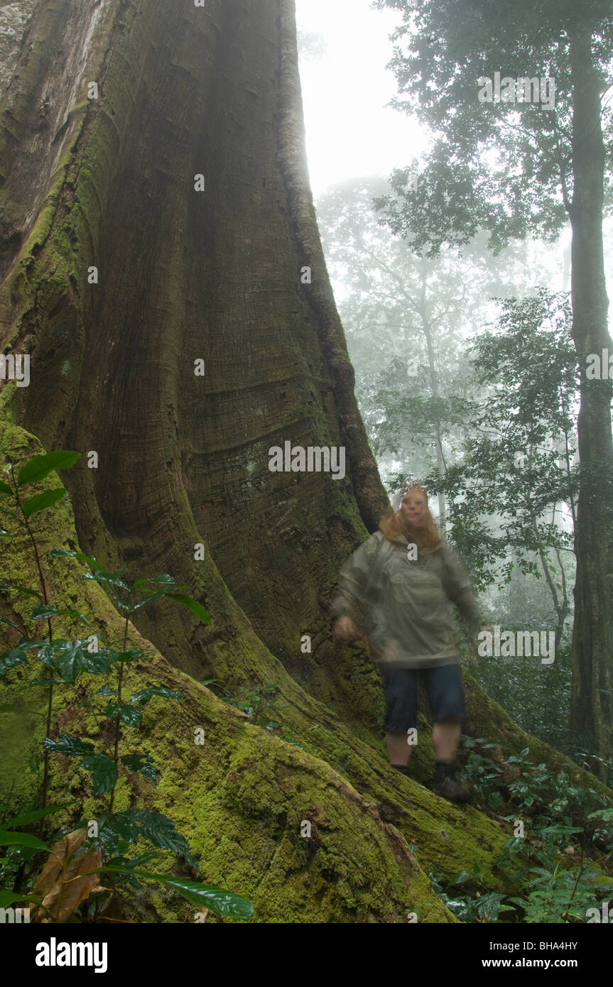 Nyanga forest hi-res stock photography and images - Alamy