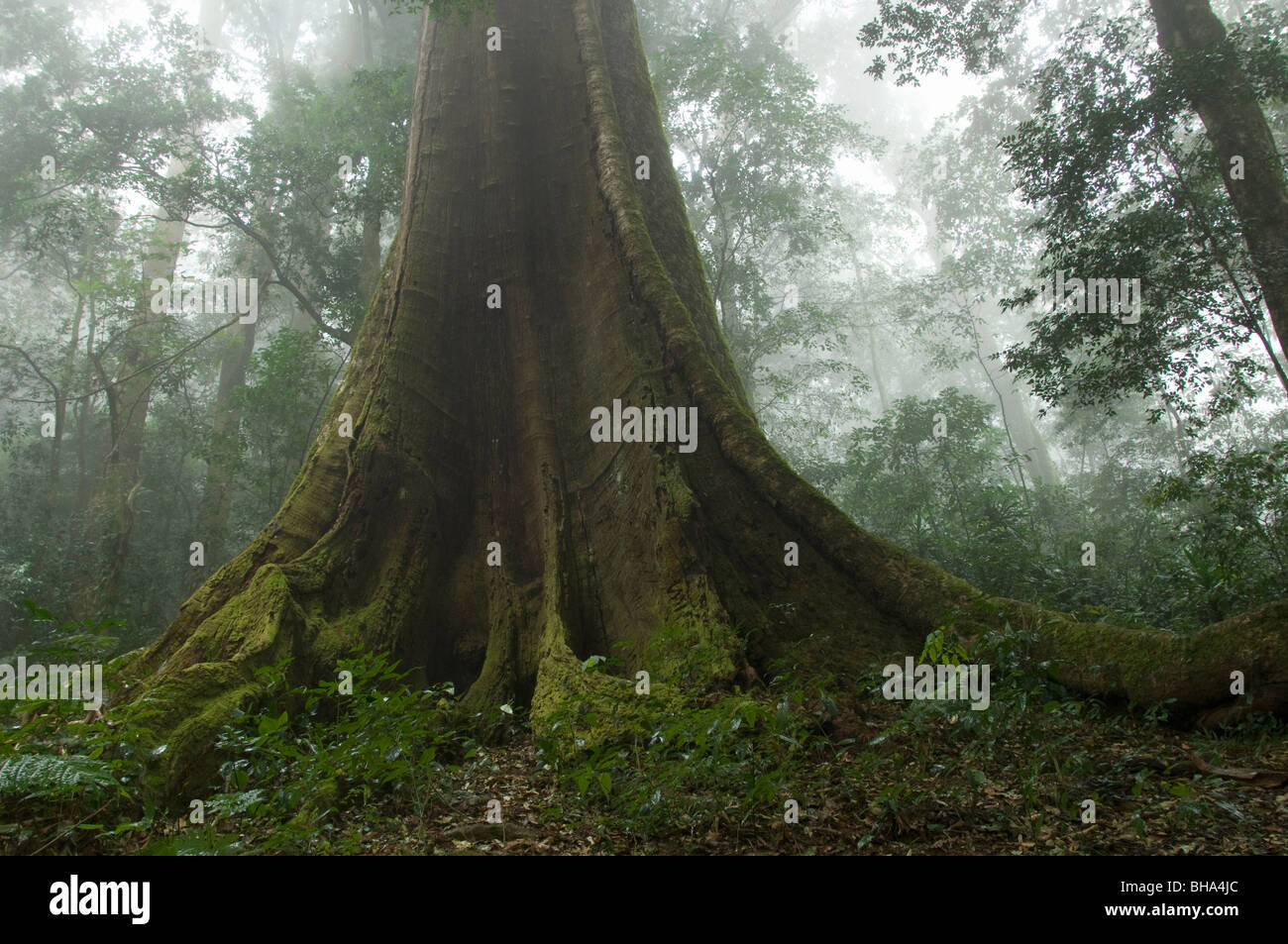 Nyanga forest hi-res stock photography and images - Alamy