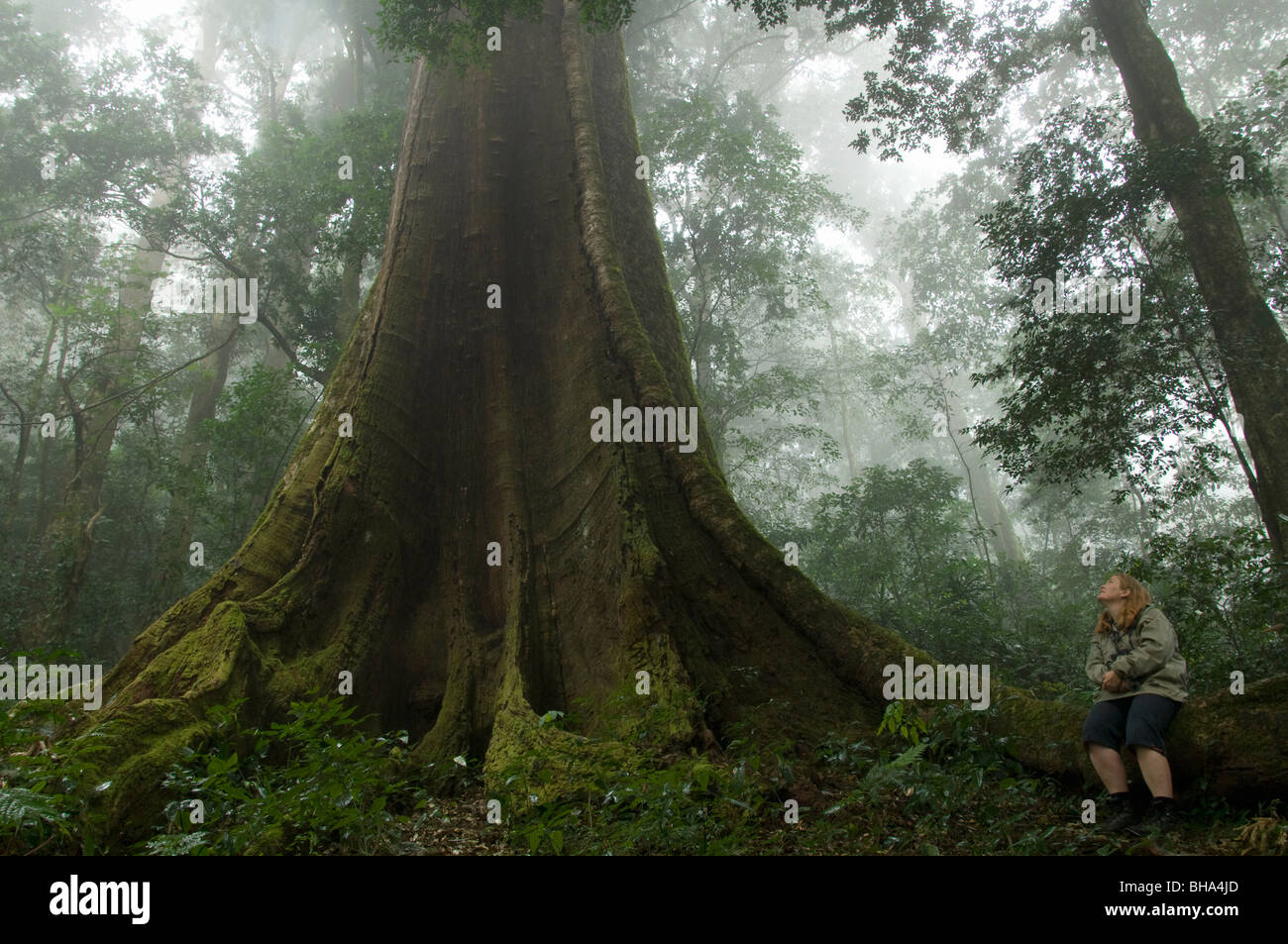 Chirinda Forest is one of Zimbabwe's least spoiled and pristine ...