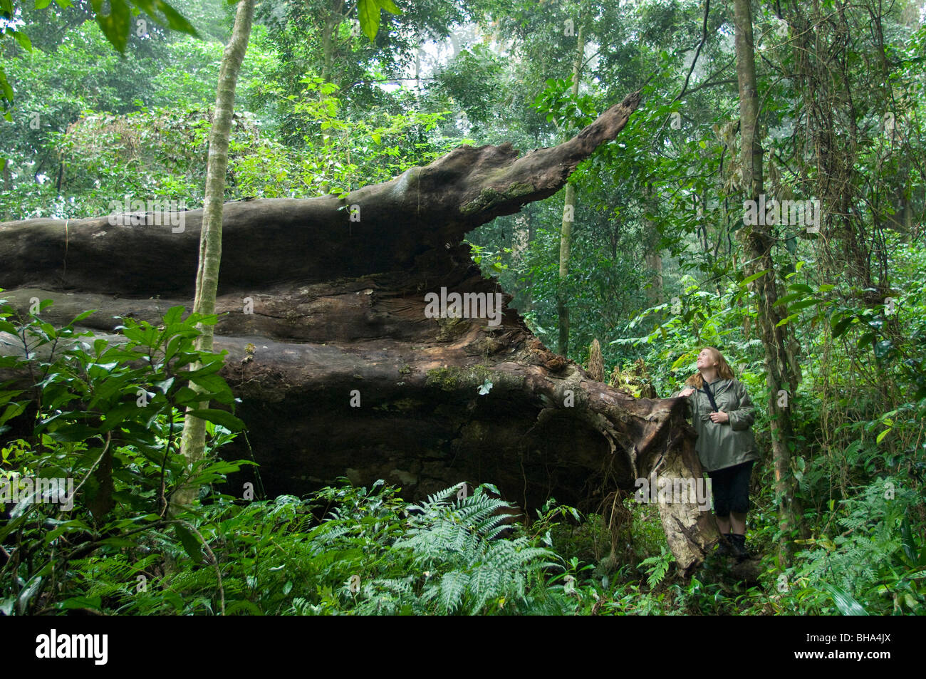 Chirinda Forest is one of Zimbabwe's least spoiled and pristine ...