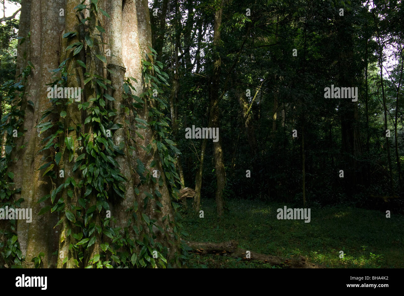 Chirinda Forest is one of Zimbabwe's least spoiled and pristine ...