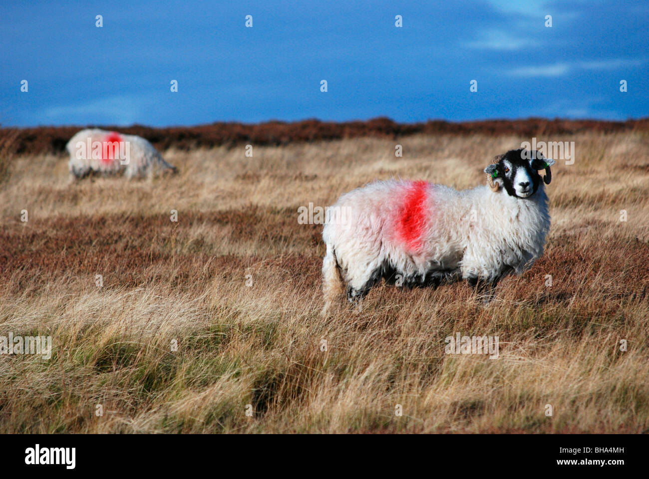 Swaledale sheep hi-res stock photography and images - Alamy