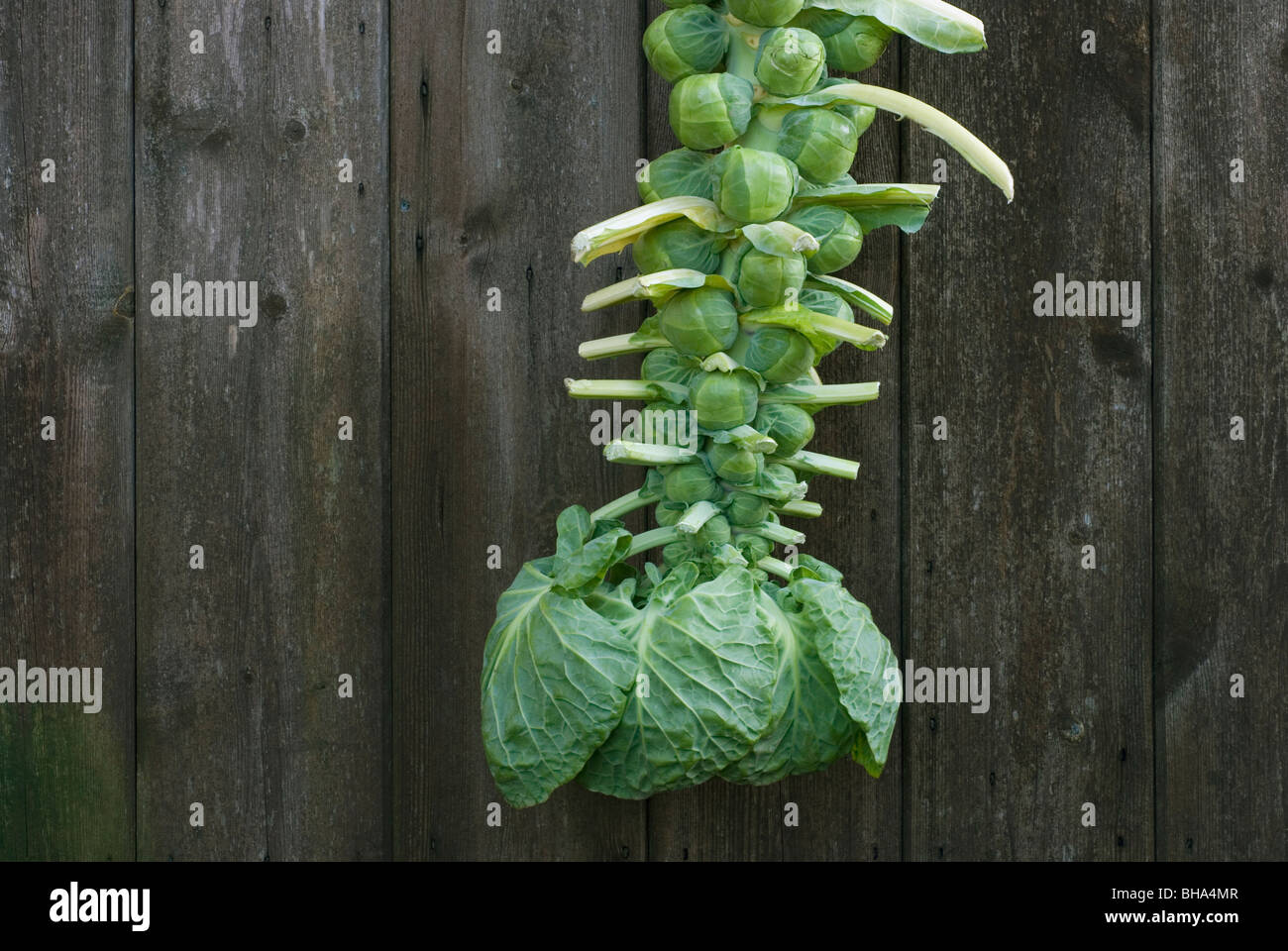 Stalk of sprouts hi-res stock photography and images - Alamy