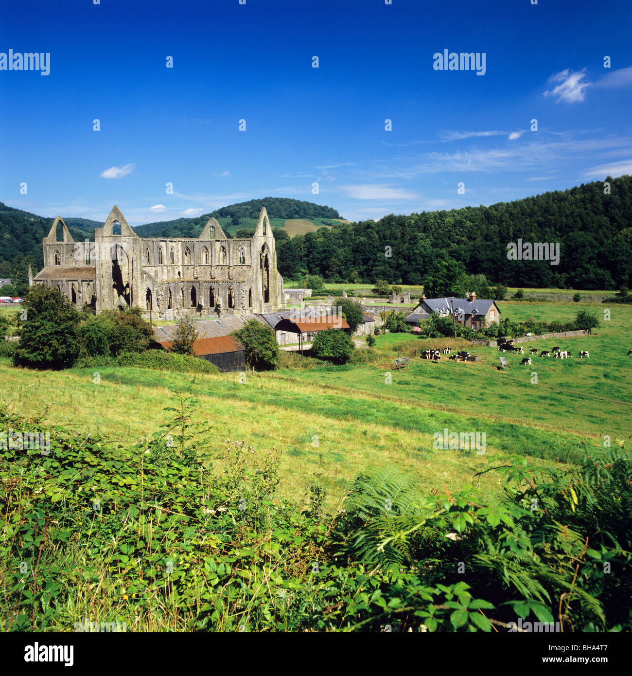 River wye near tintern abbey hi-res stock photography and images - Alamy