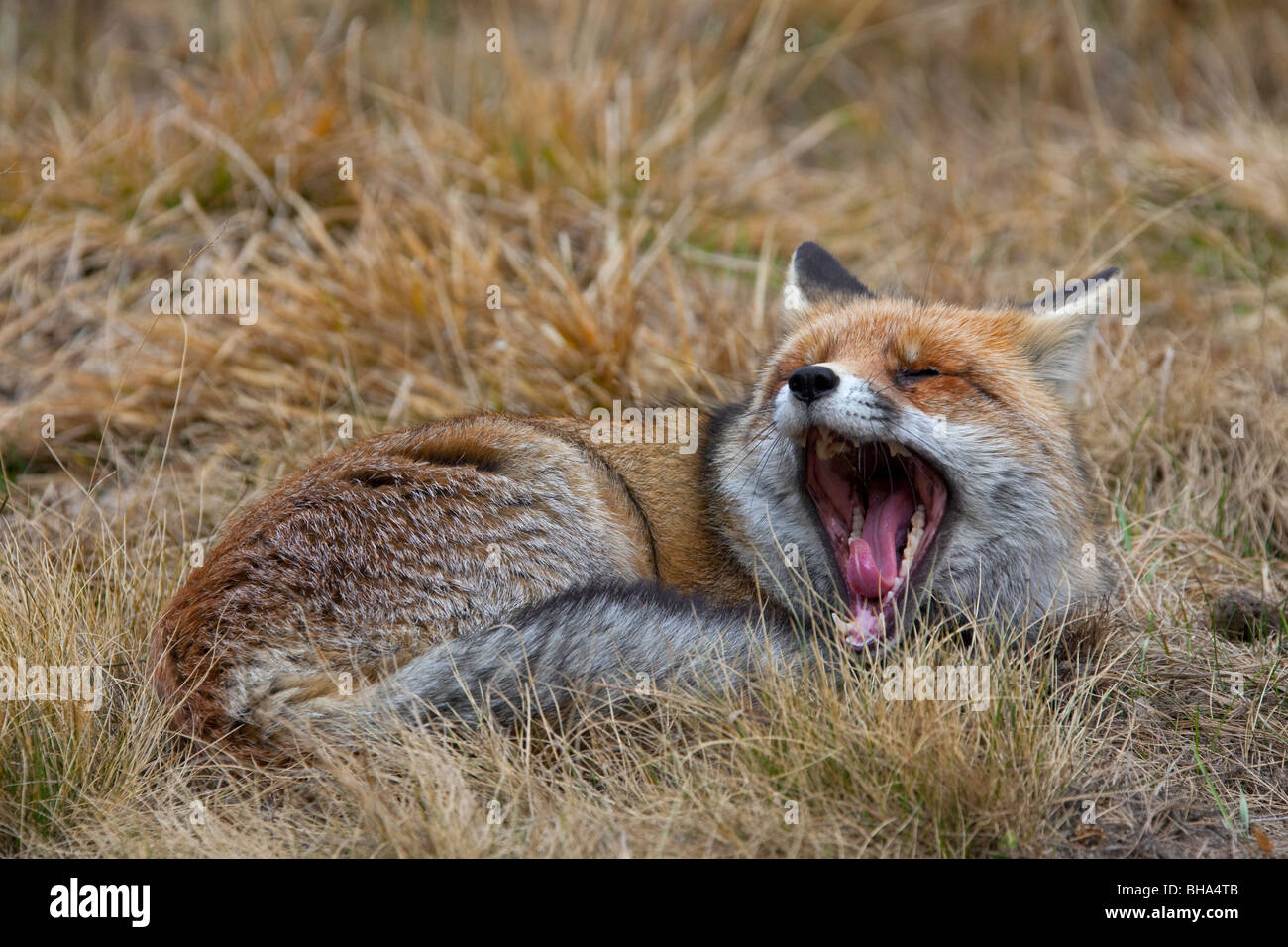 Fox teeth hi-res stock photography and images - Alamy