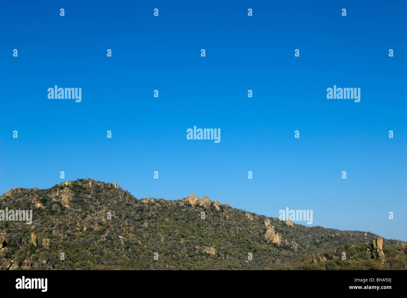 Rhodea hi-res stock photography and images - Alamy