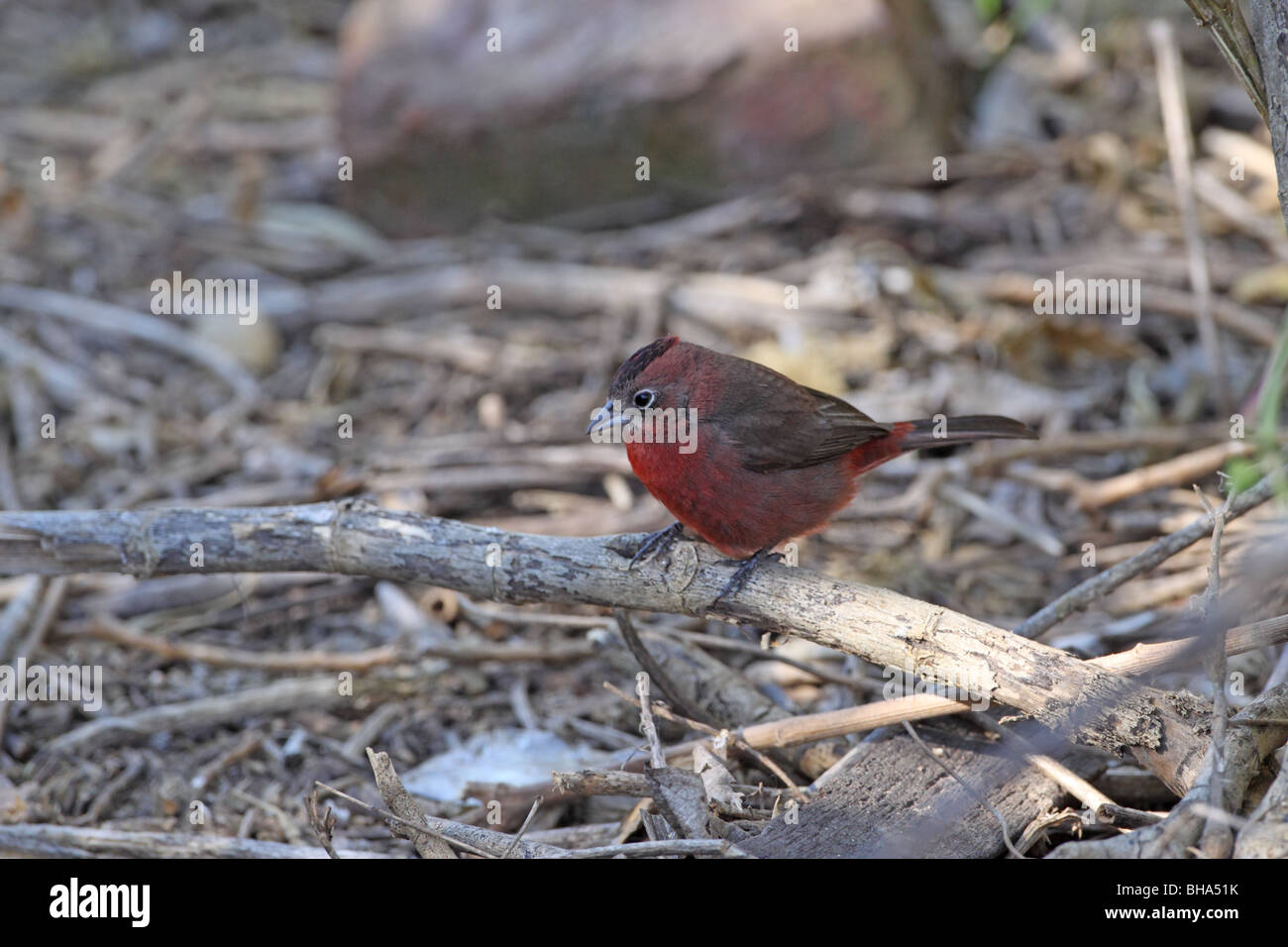 Red-crested Finch, Coryphospingus cucullatus, at Costanera Sur Stock ...