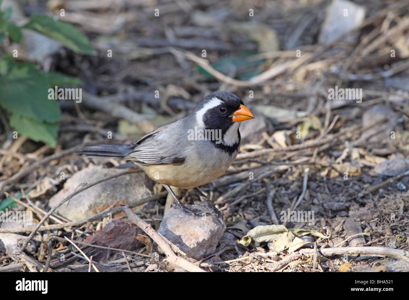 Billed saltator hi-res stock photography and images - Alamy