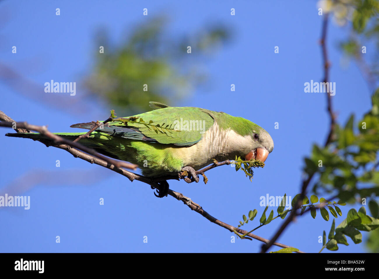 Monk Parakeet, Myiopsitta monachus, feeding at Costanera Sur Stock ...