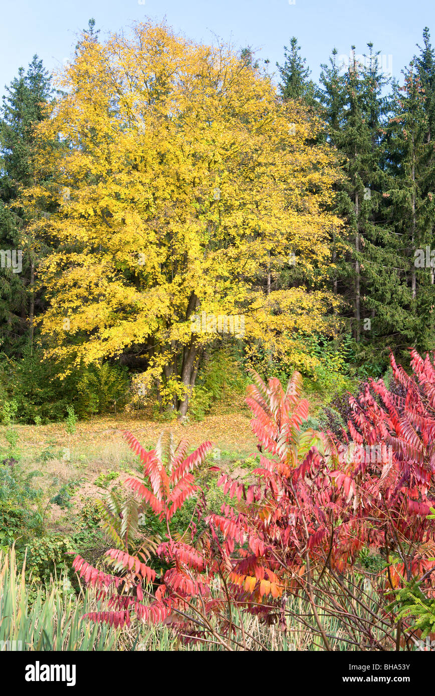 Golden tree foliage in autumn city park Stock Photo - Alamy