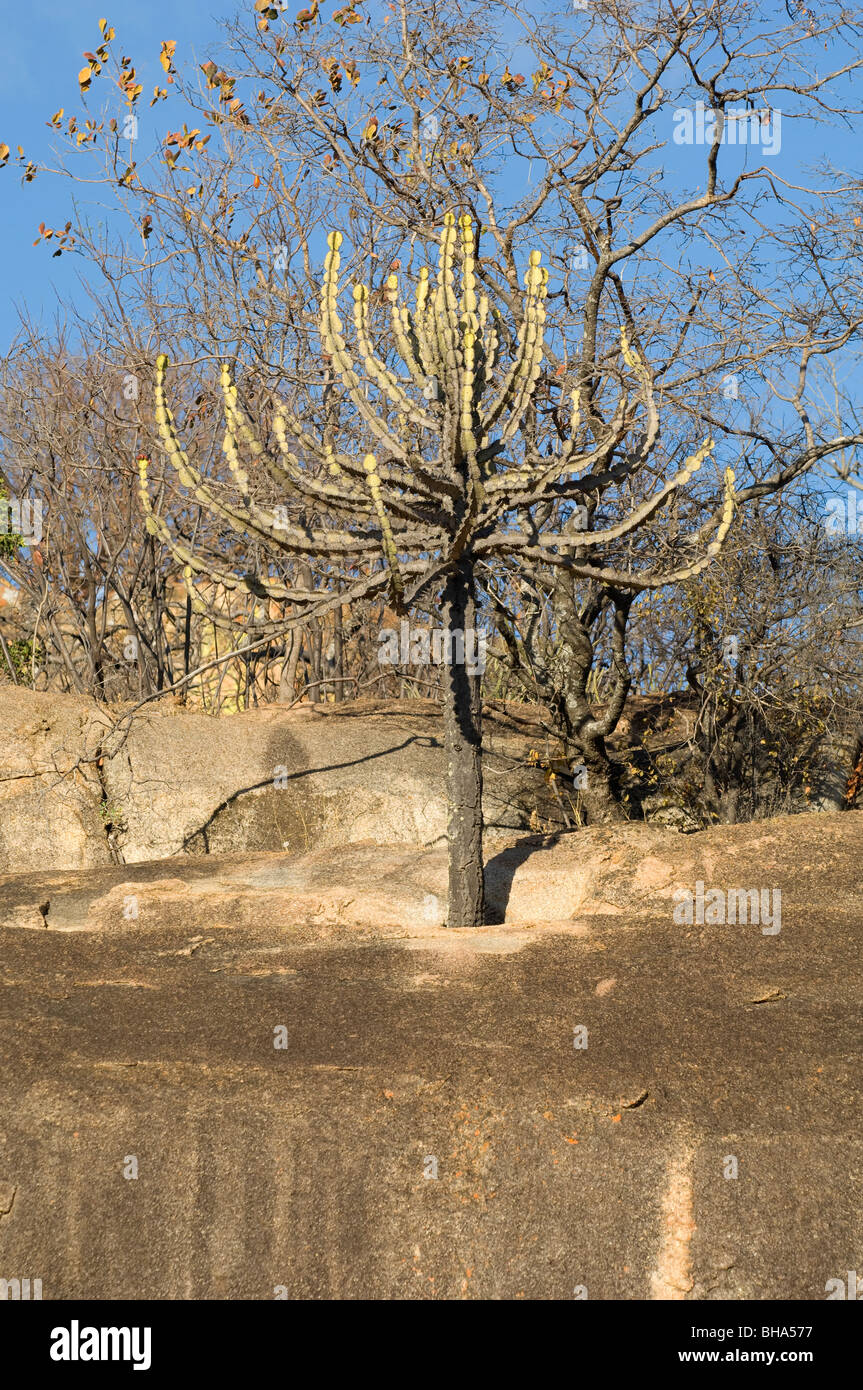 The majestic splendors of Zimbabwe's Rhodes Matopos National Park Stock ...