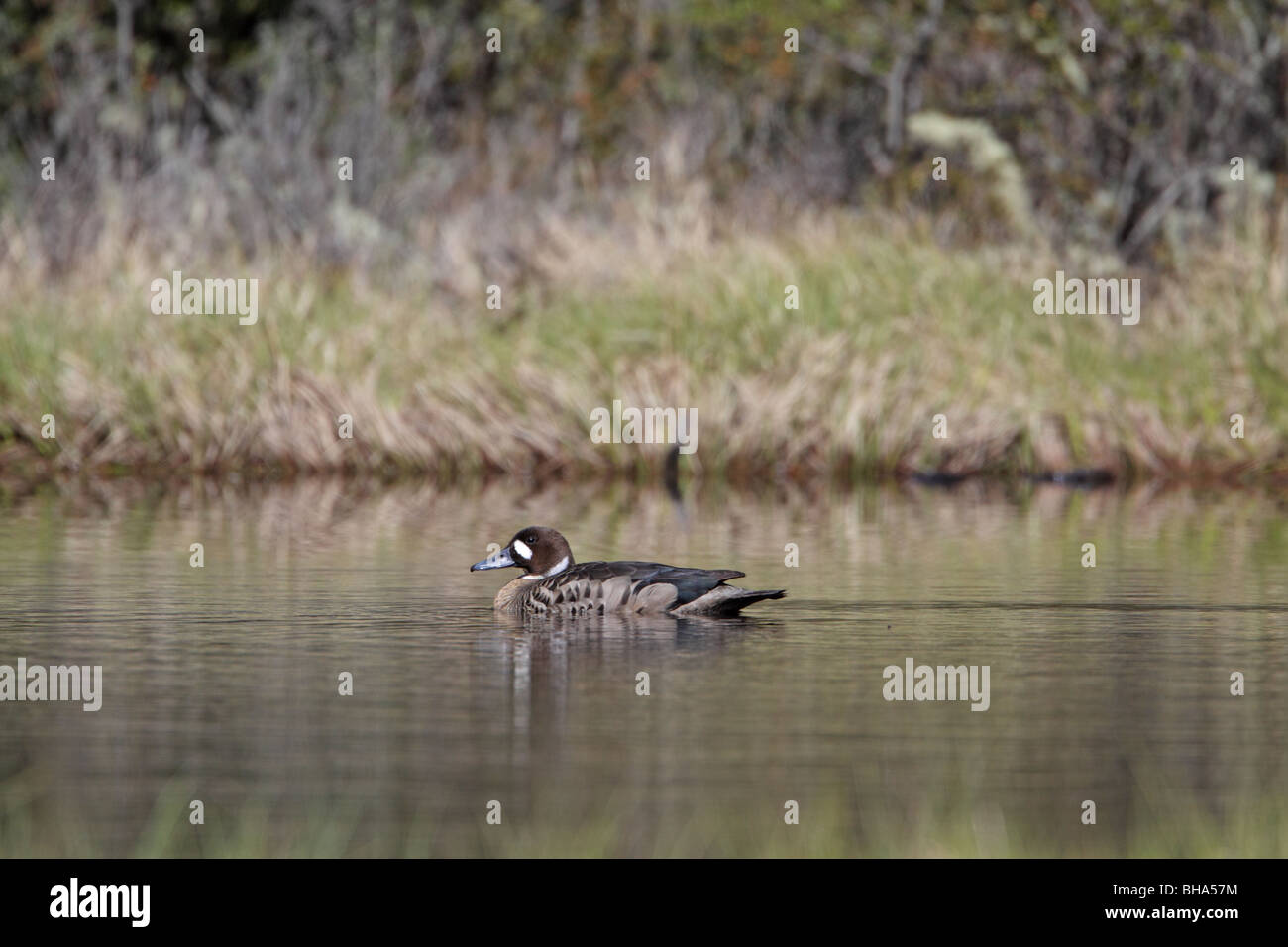 Spectacled duck hi-res stock photography and images - Alamy