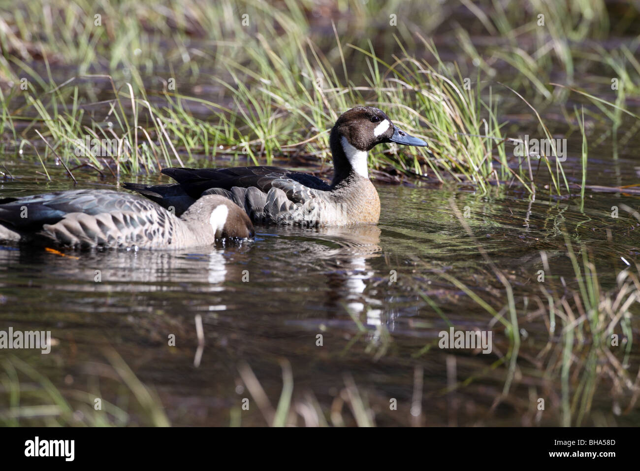 Spectacled duck hi-res stock photography and images - Alamy