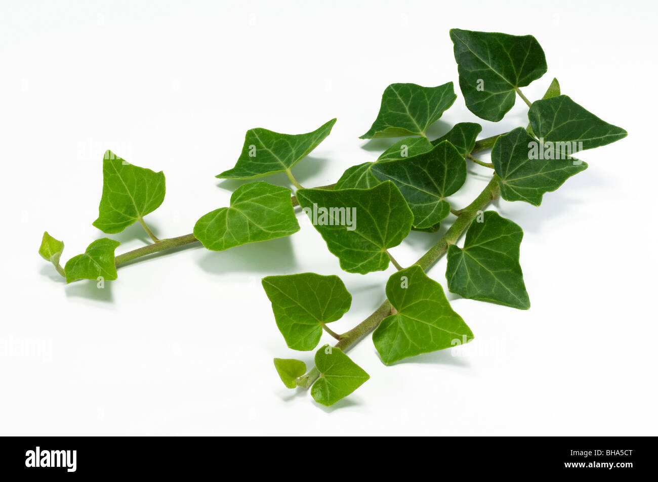 Ivy medicine Cut Out Stock Images & Pictures - Alamy