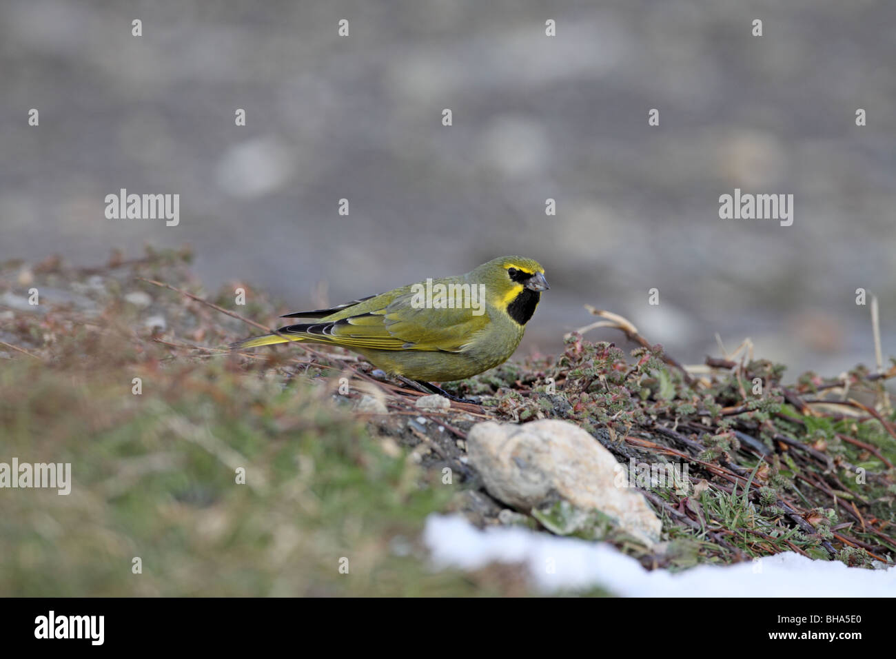 Melanodera xanthogramma hi-res stock photography and images - Alamy