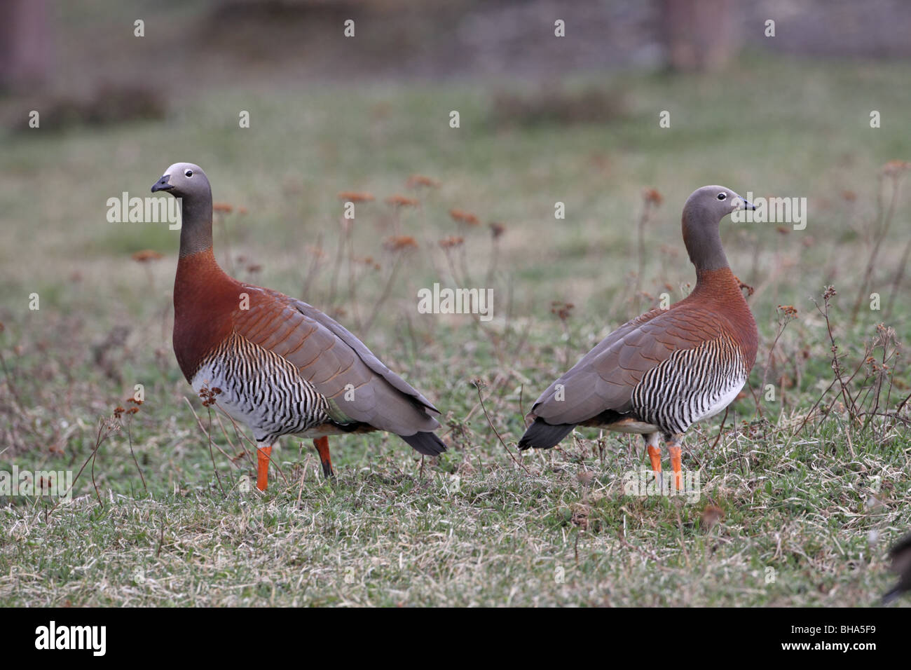 Ashy-headed Goose, Chloephaga poliocephala pair at Ushuaia Stock Photo ...