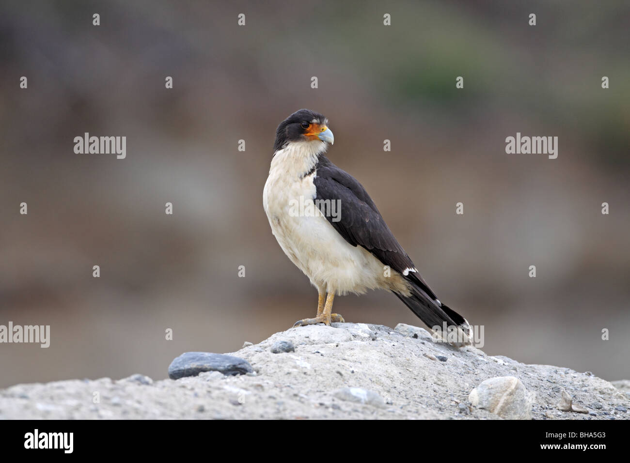 White-throated Caracara, Phalcoboenus albogularis at Ushuaia dump Stock ...