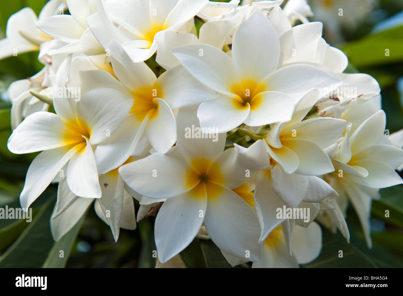 Bermuda hi-res stock photography and images - Alamy