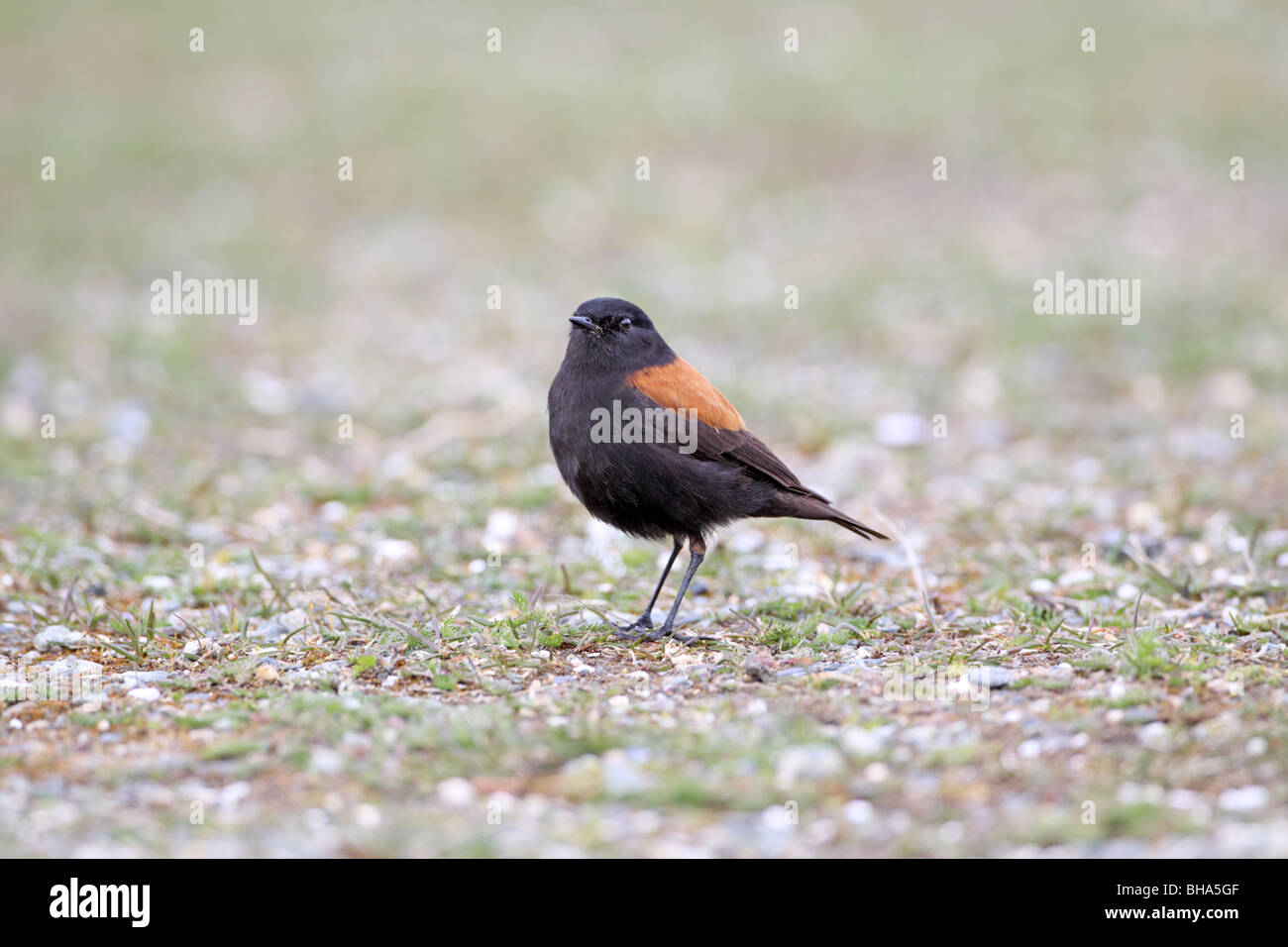 Rufous-backed Negrito, Lessonia rufa Stock Photo - Alamy