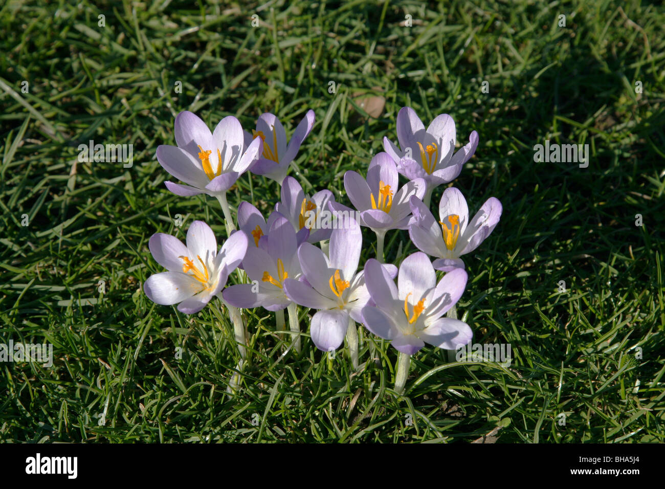 Pink flowering bulbs hi-res stock photography and images - Alamy