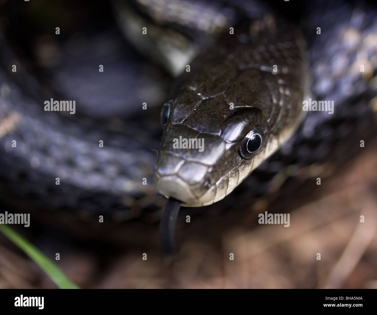 Rat snake hi-res stock photography and images - Alamy