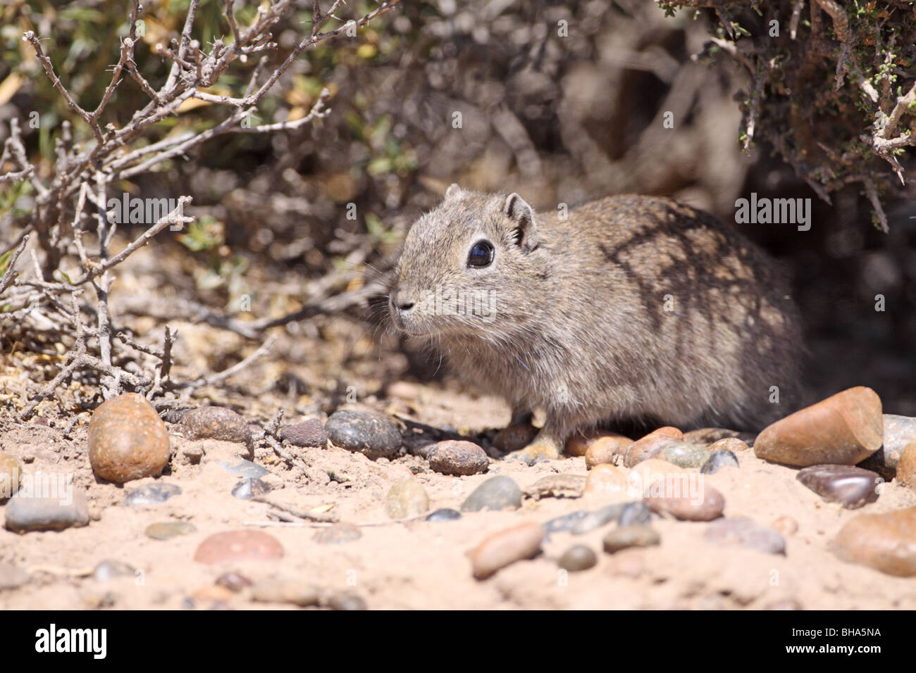 Southern Dwarf Cavy, Microcavia australis at Punta Tombo Stock Photo ...
