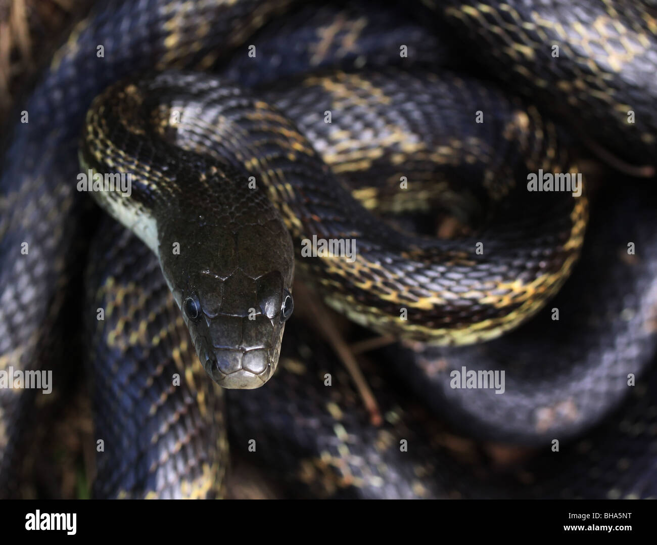 tongue black rat snake smell Stock Photo - Alamy