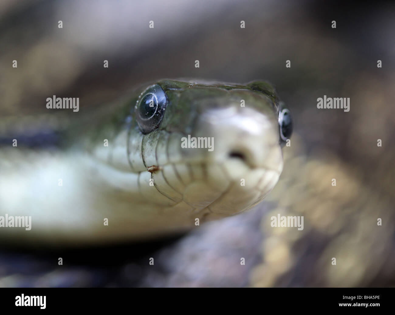 Rat snake hi-res stock photography and images - Alamy
