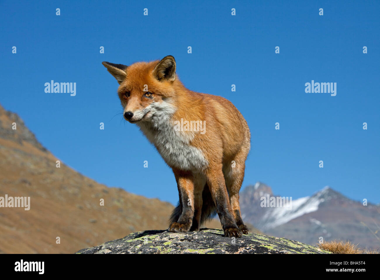 Red fox (Vulpes vulpes) in the mountains of the Alps Stock Photo - Alamy