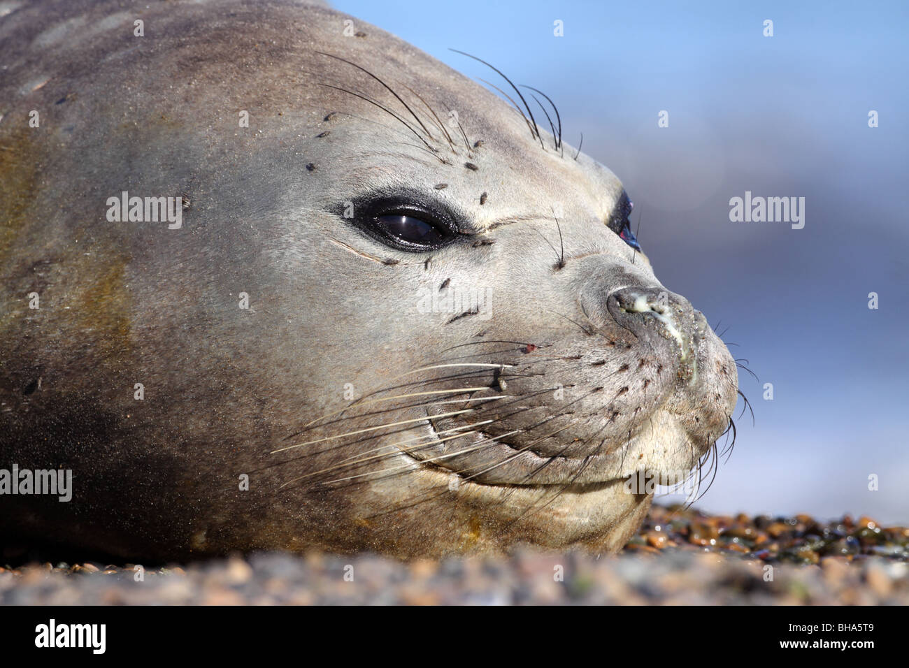 Female sea elephant hi-res stock photography and images - Alamy