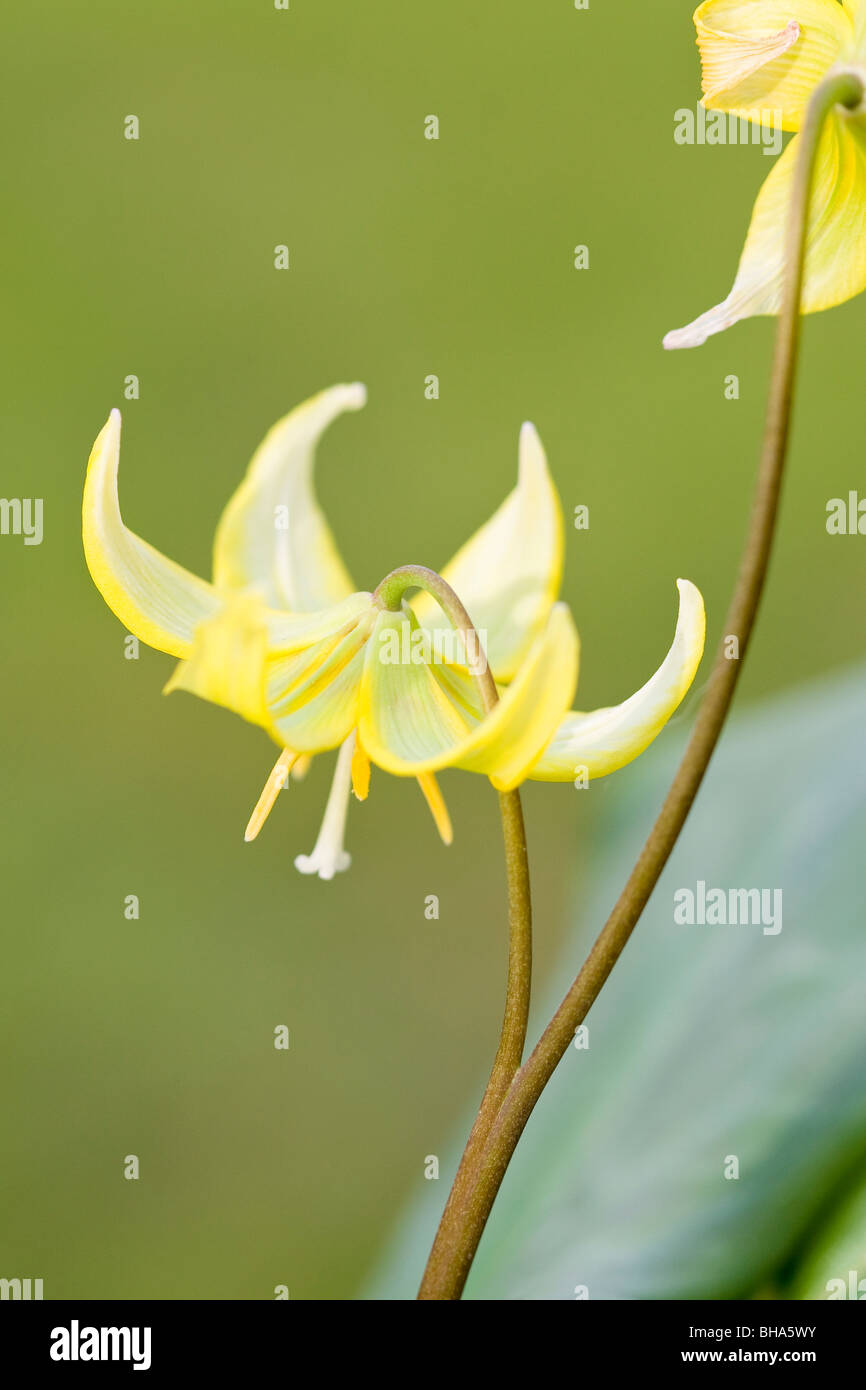 Erythronium spring hi-res stock photography and images - Alamy