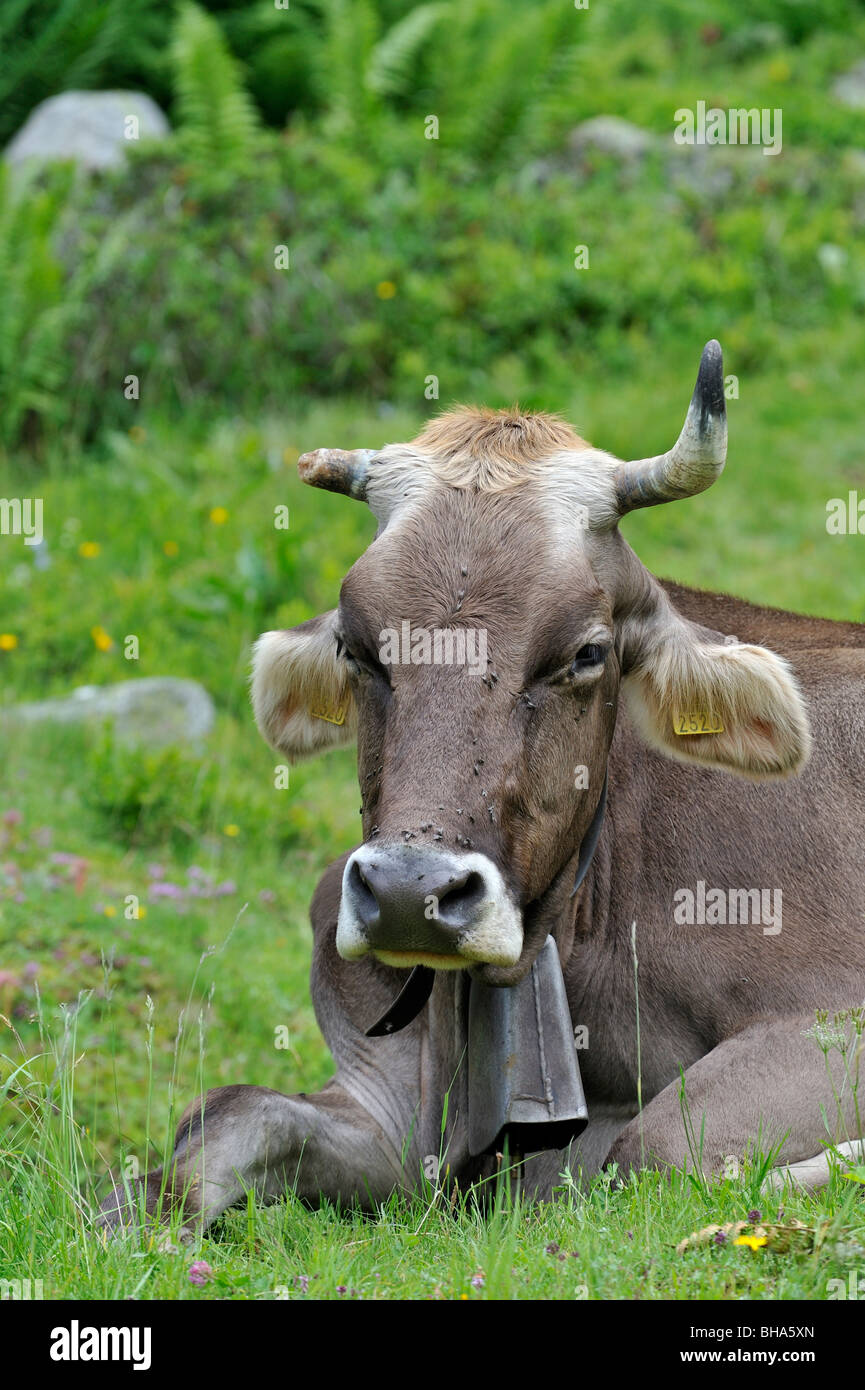 Alpine Cows With Bells High Resolution Stock Photography and Images - Alamy