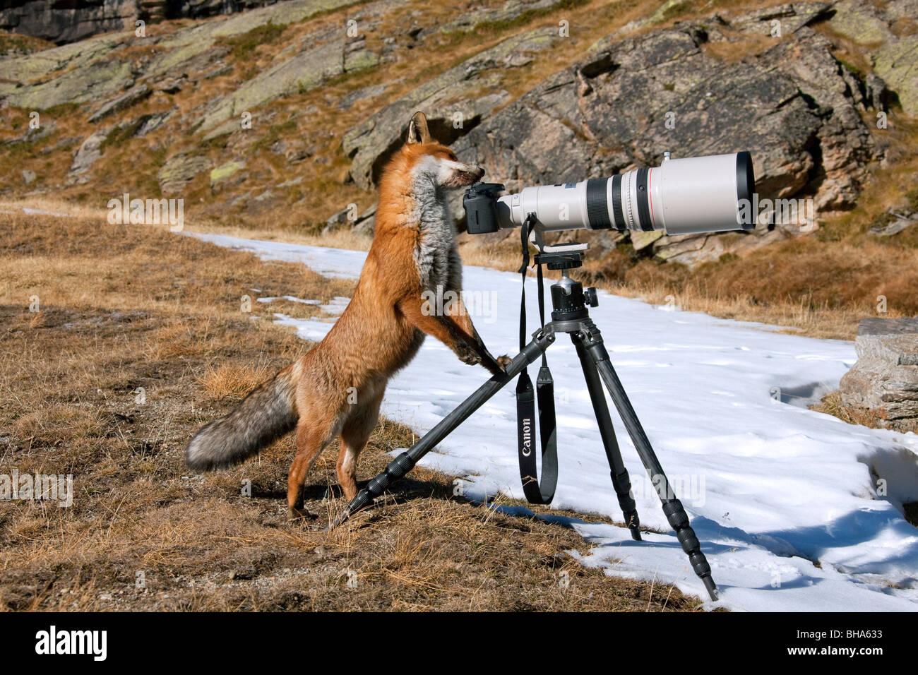 Curious Red fox (Vulpes vulpes) looking through camera in the mountains ...
