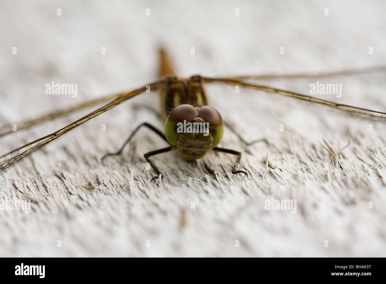 Scottish insects hi-res stock photography and images - Alamy