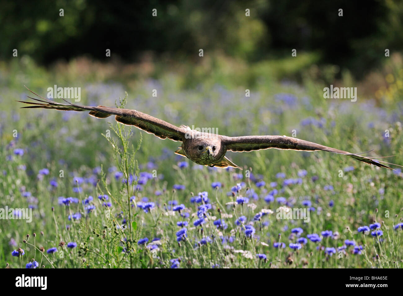 Buzzard flying hi-res stock photography and images - Alamy