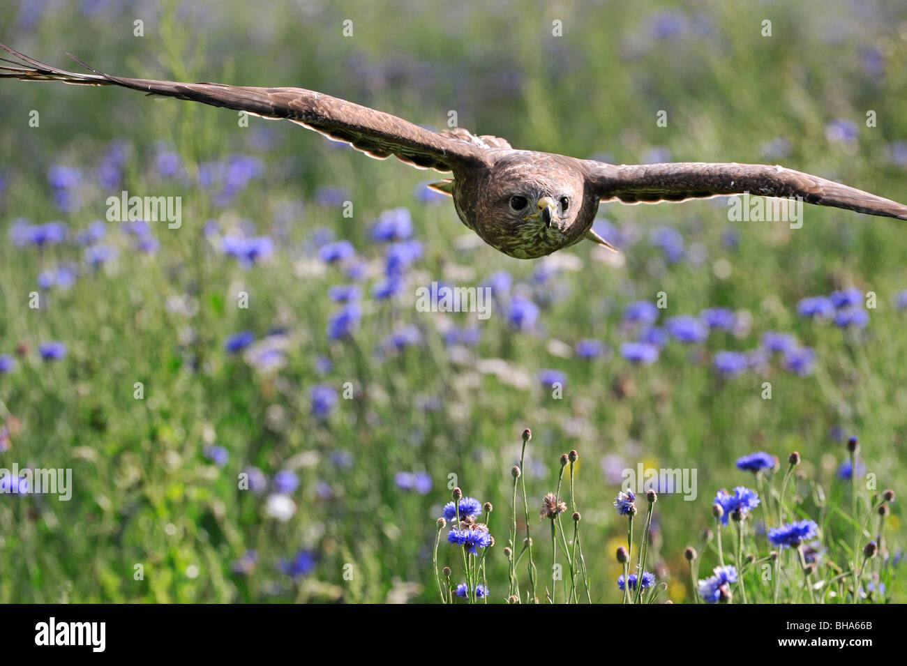 Buzzards uk hi-res stock photography and images - Alamy