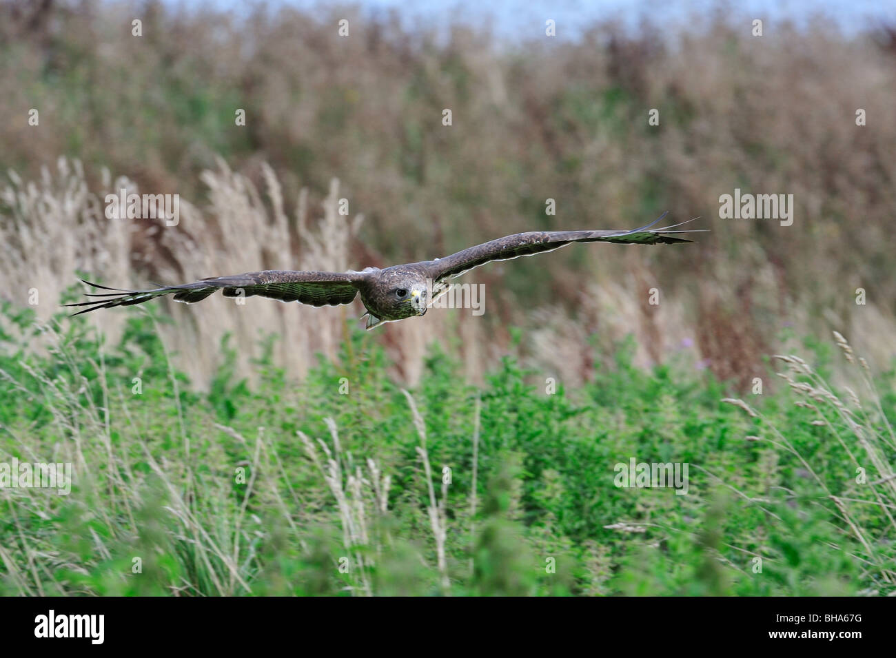 Buzzards uk hi-res stock photography and images - Alamy