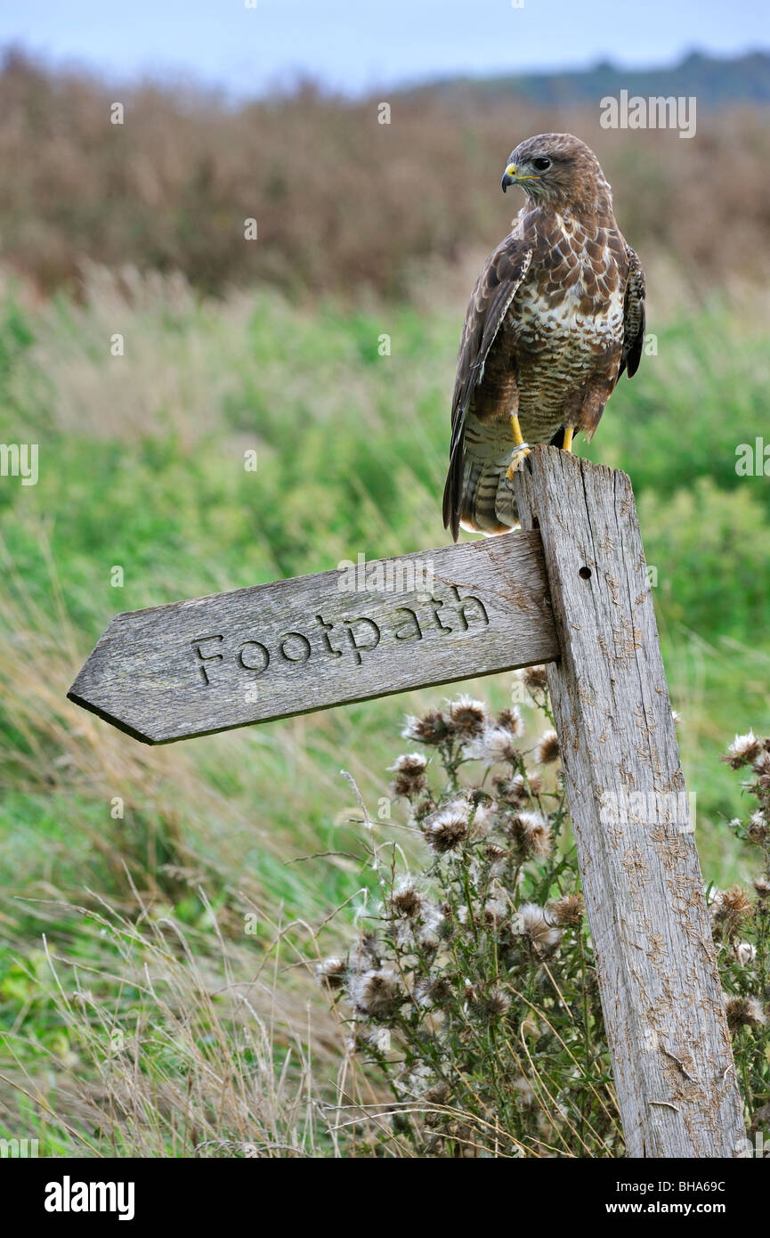 Bird sitting on signpost hi-res stock photography and images - Alamy