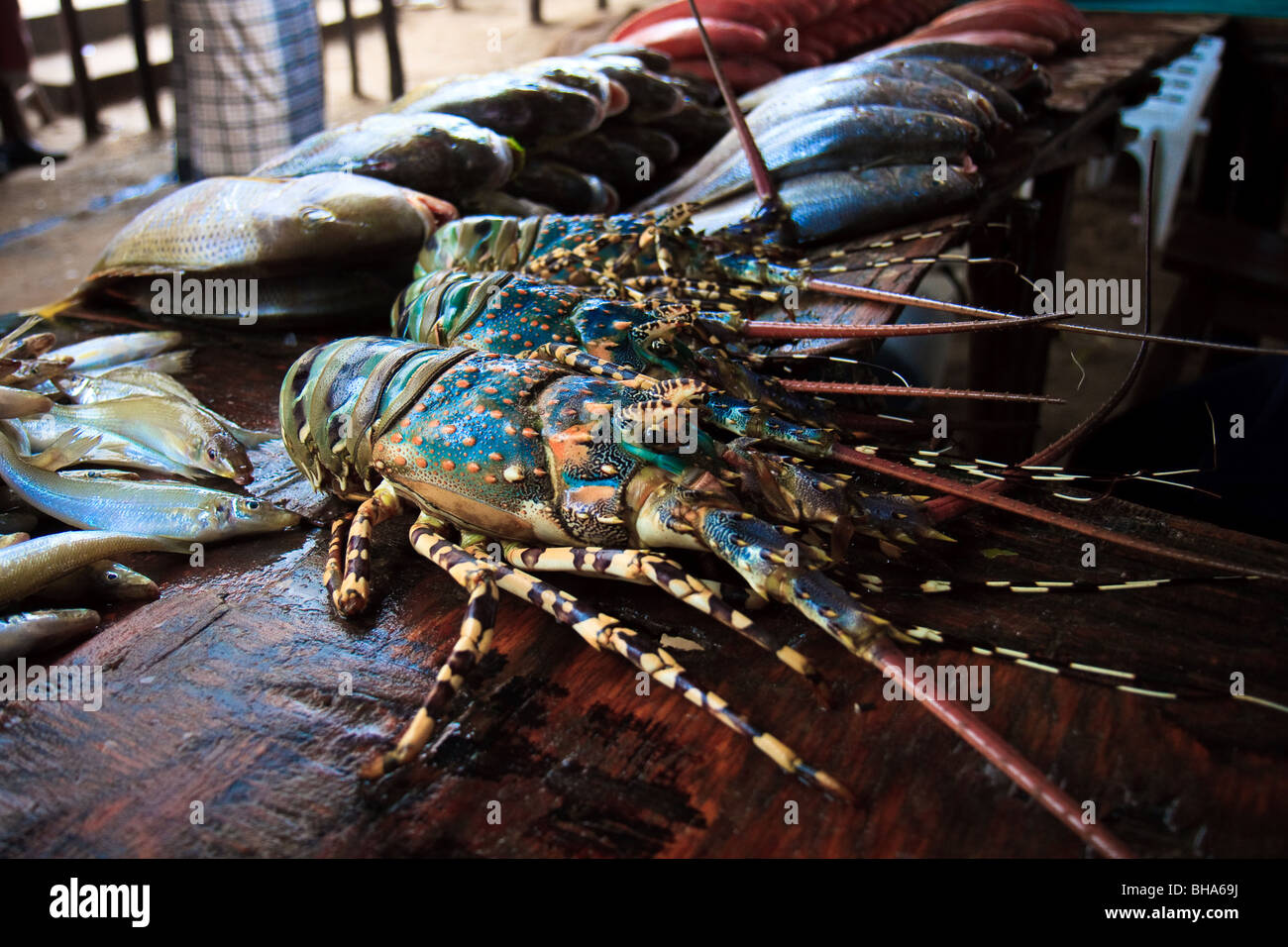 Africa Fish Maputo Market Mozambique Shellfish Stock Photo - Alamy