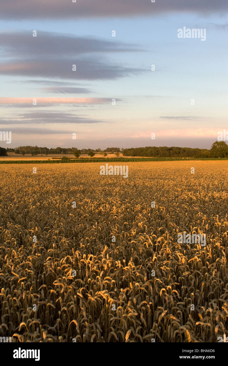 Wheat Ready For Harvesting Stock Photo - Alamy