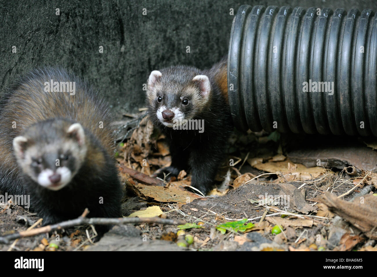 European polecats (Mustela putorius) emerging from discharge pipe, UK Stock Photo - Alamy