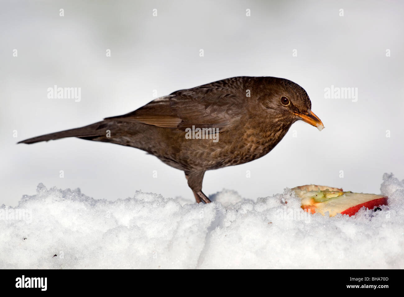 Blackbird eating apple hi-res stock photography and images - Alamy