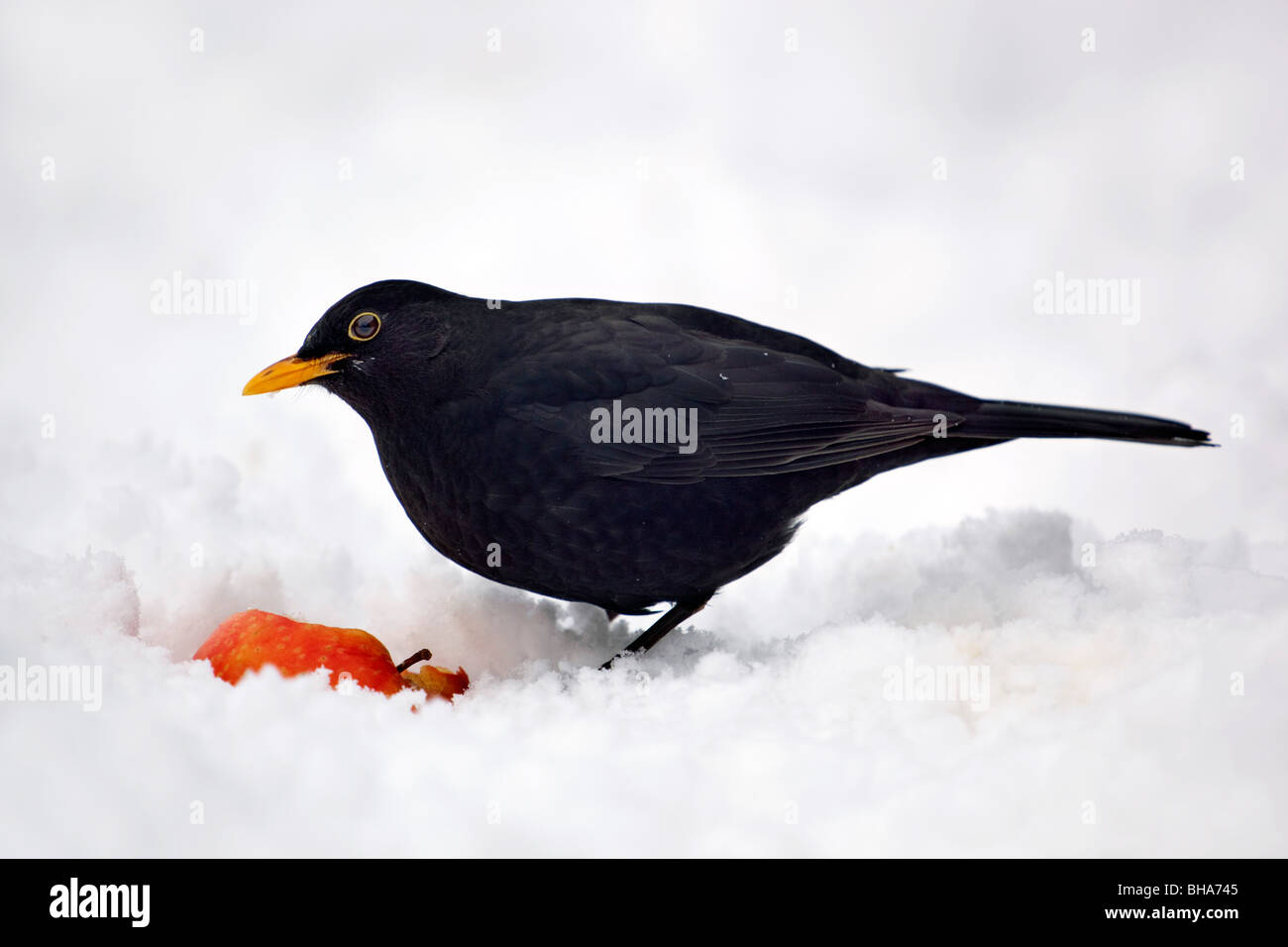 Blackbird apple hi-res stock photography and images - Alamy