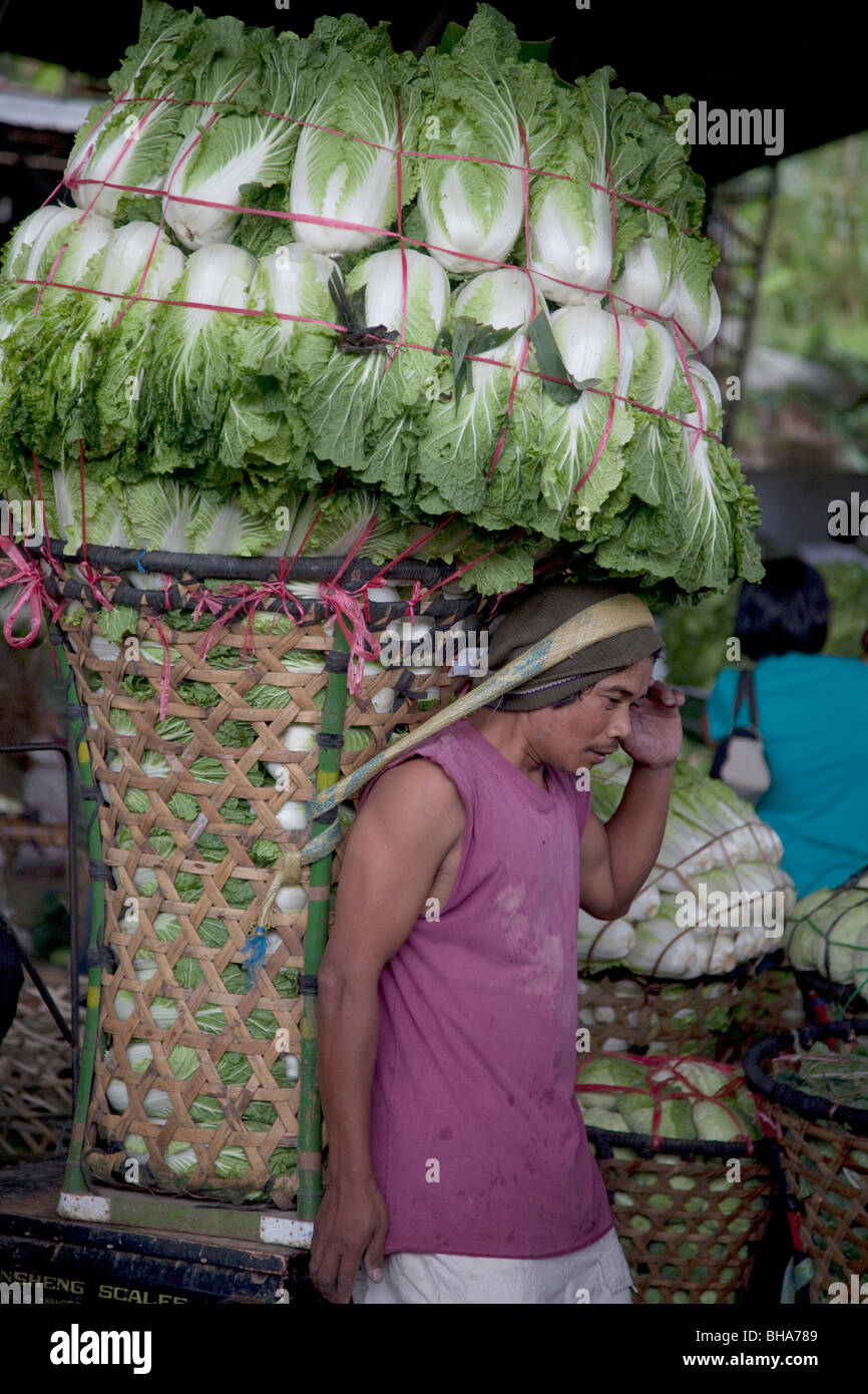 heavy load of pitsay vegetable being carried to mantalongon market ...